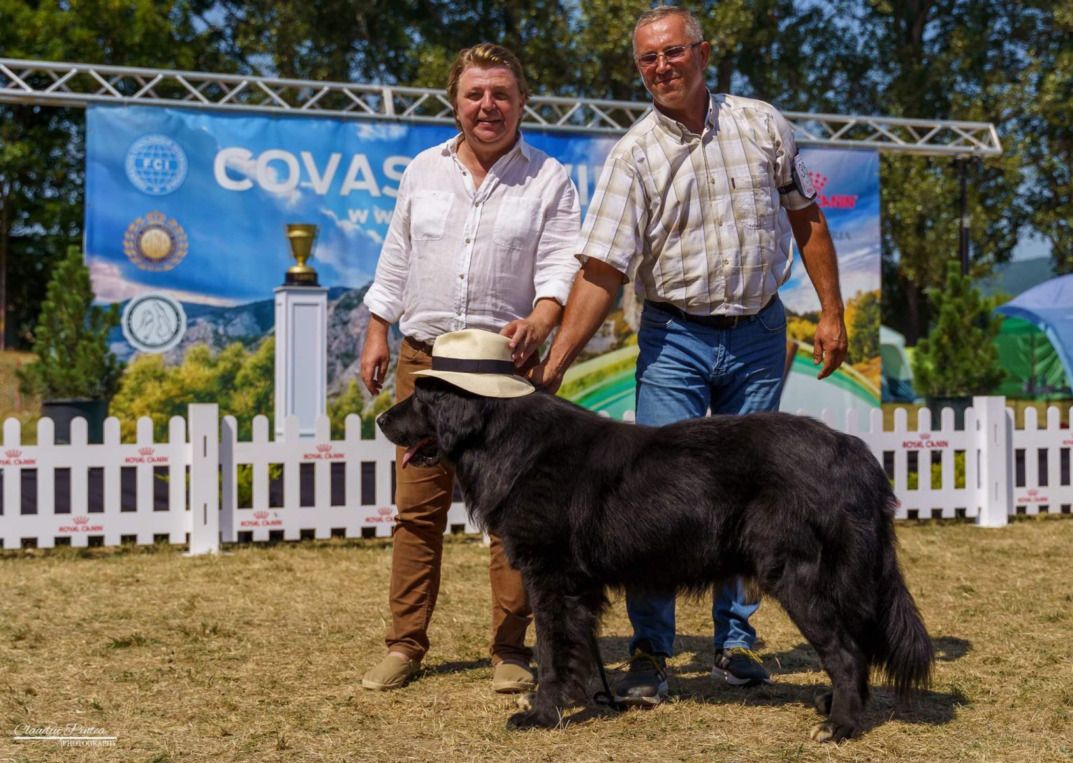 Ciobănesc Românesc Corb - Canisa de Țara Bârsei
